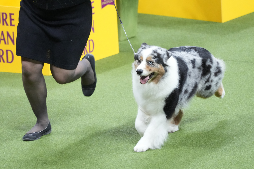 Tue. 9:58 a.m.: Peke, Frenchie, Aussie and, yes, PBGV make dog show ...